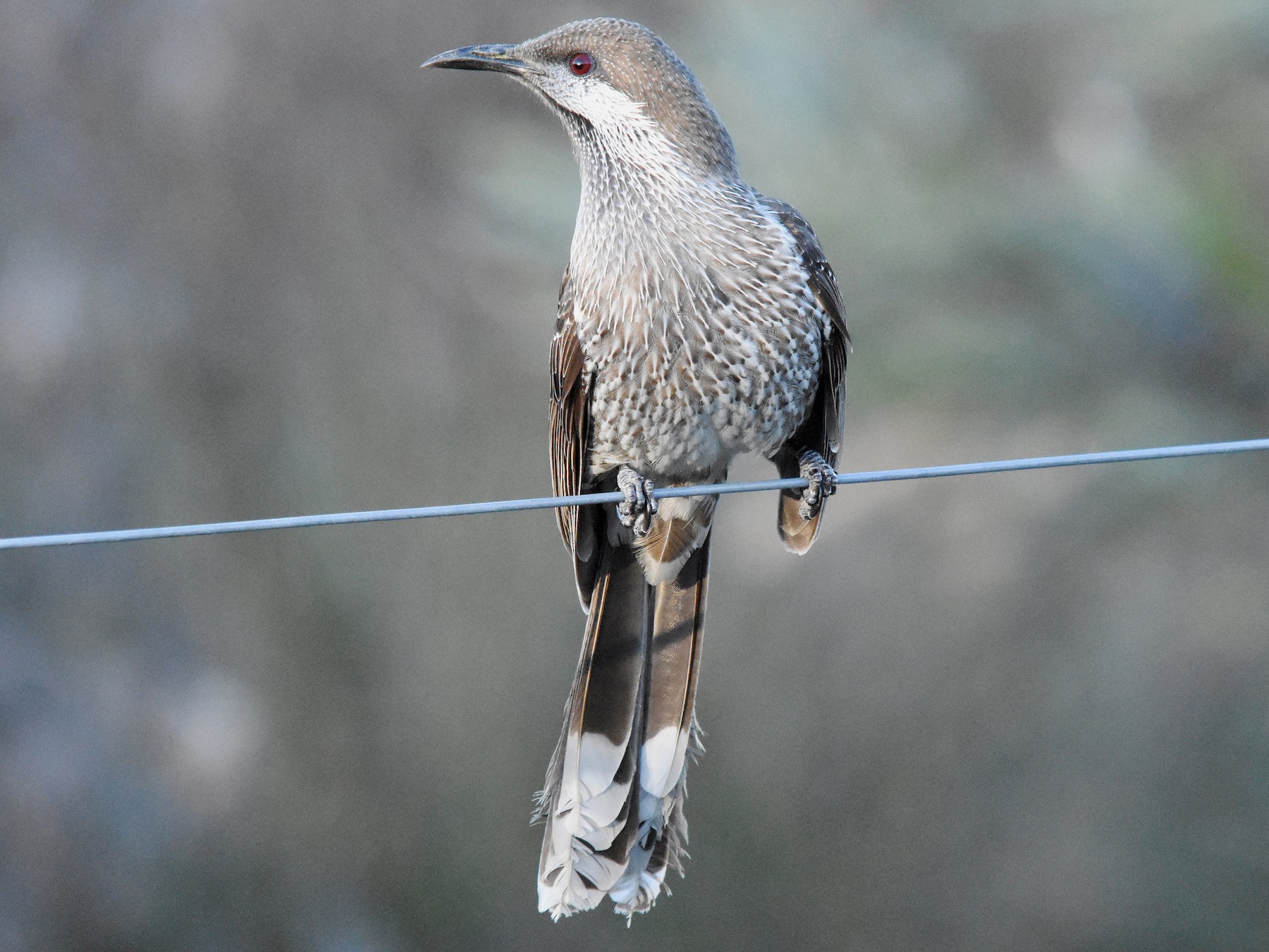 Western Wattlebird - eBird