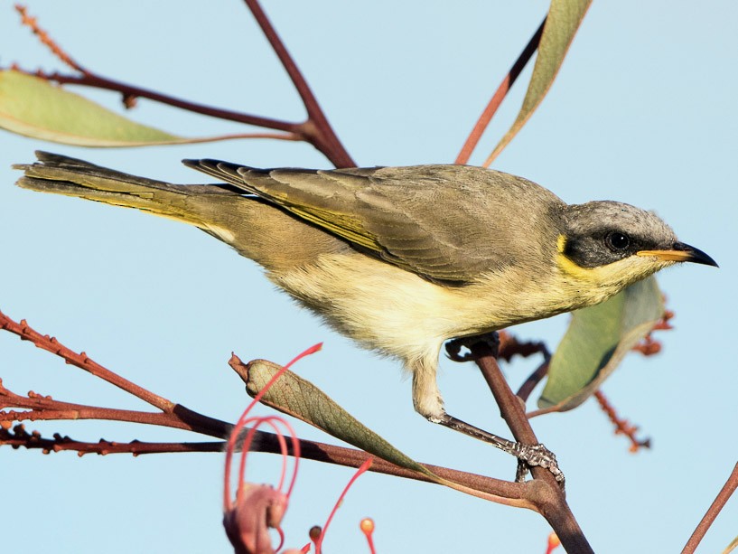 Grey-headed Honeyeater - eBird
