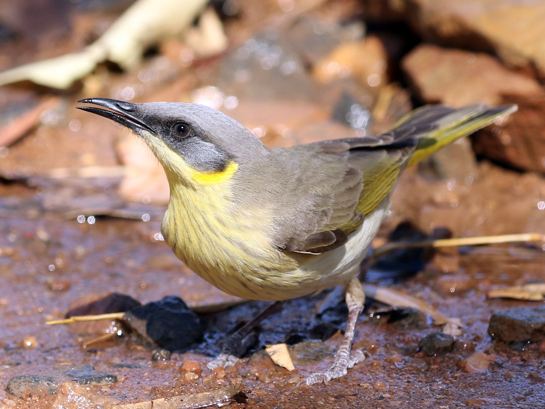 Gray-headed Honeyeater - eBird