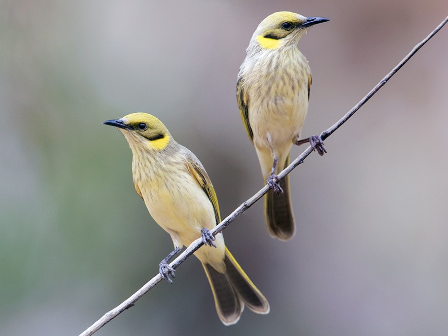 Gray-fronted Honeyeater - eBird