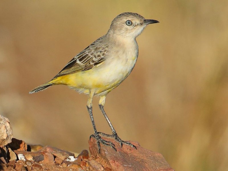 Yellow Chat - eBird