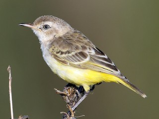 Yellow Chat - eBird