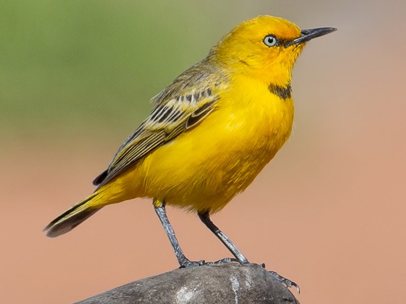 Yellow Chat - eBird