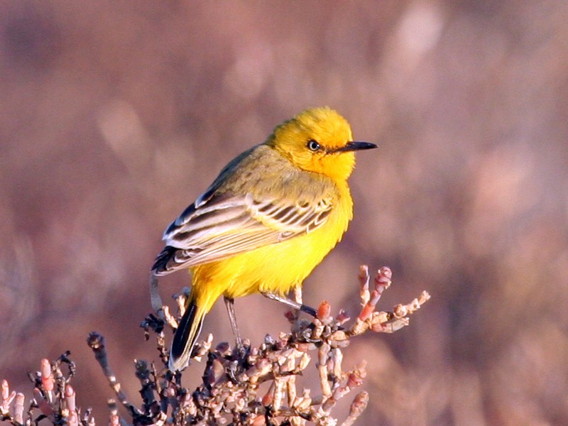 Yellow Chat - eBird