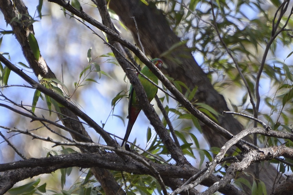 eBird Checklist - 22 Aug 2019 - Mount Annan Botanic Gardens--Banksia ...