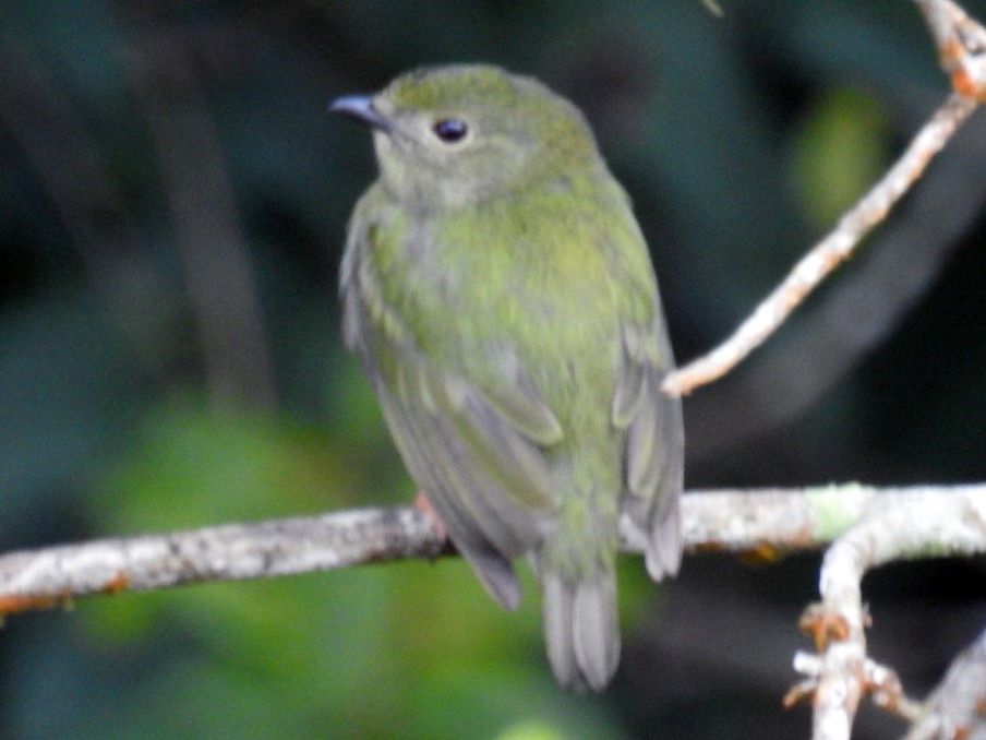 Blue-backed Manakin - eBird