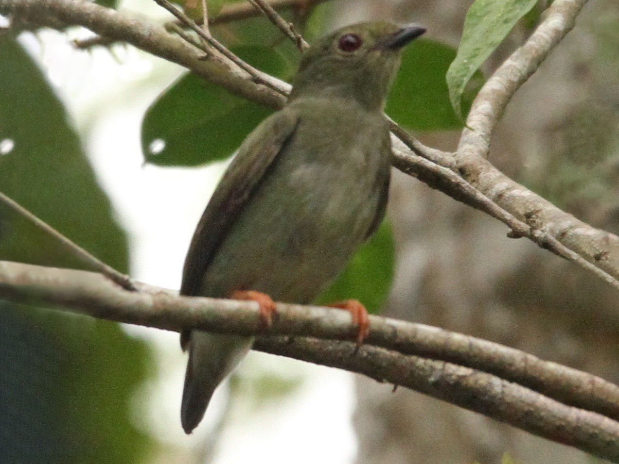 Blue-backed Manakin - eBird