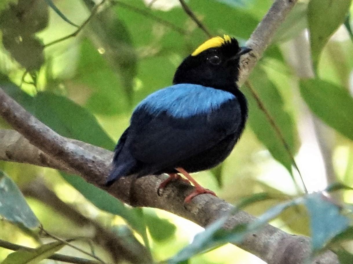 Blue-backed Manakin - eBird