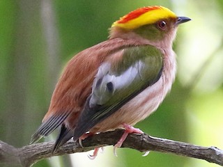 Fiery-capped Manakin - Machaeropterus pyrocephalus - Birds of the World