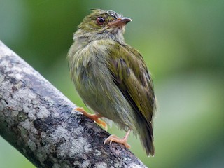 Fiery-capped Manakin - eBird