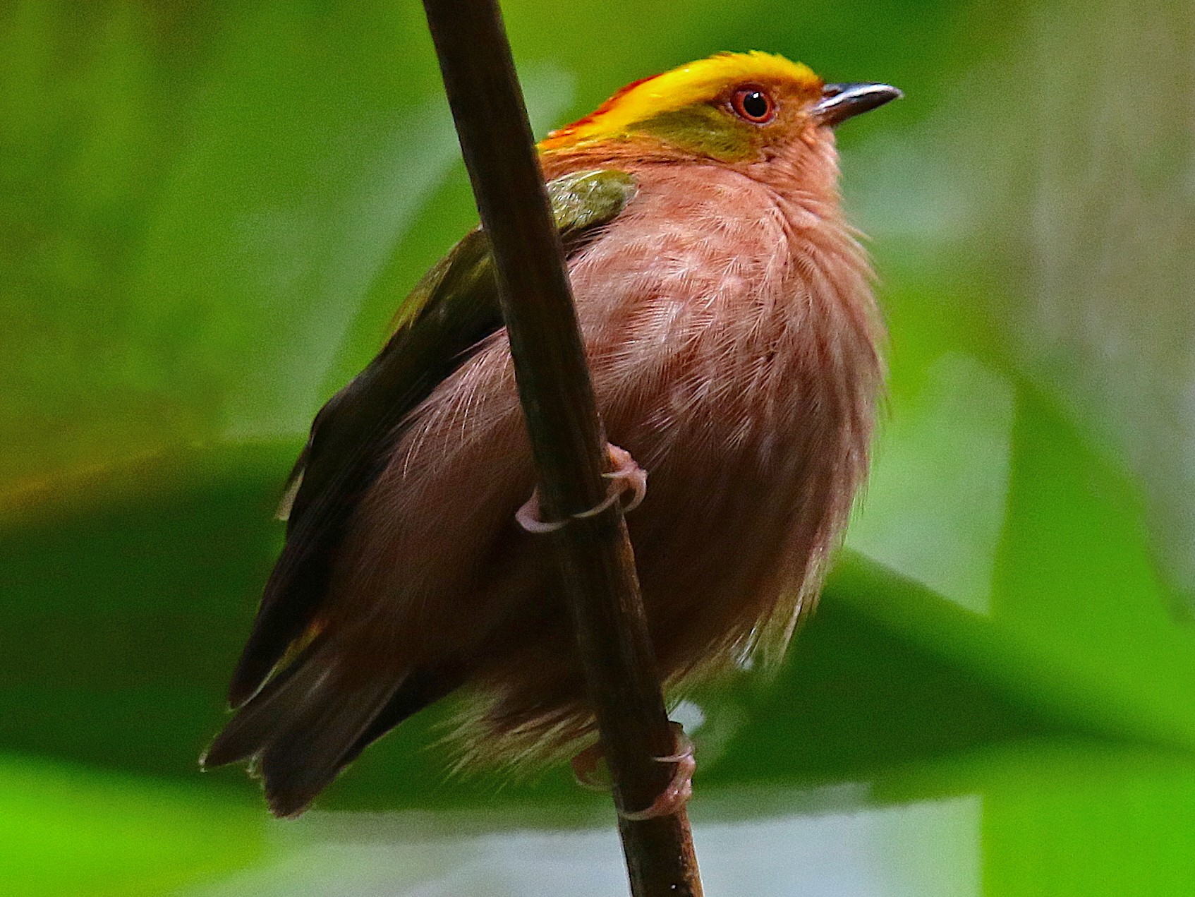 Fiery-capped Manakin - eBird