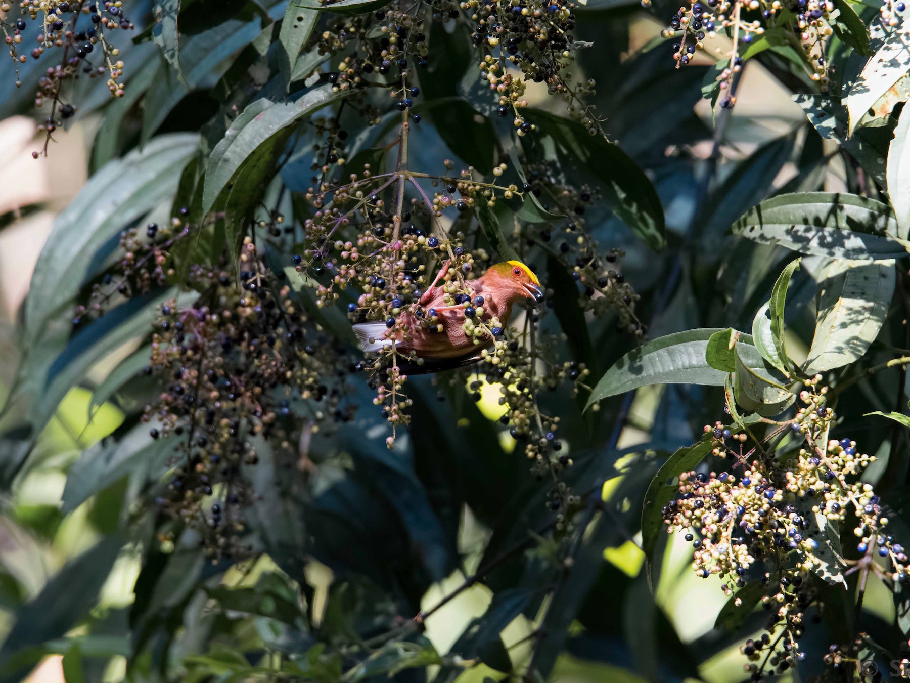 Fiery-capped Manakin - eBird