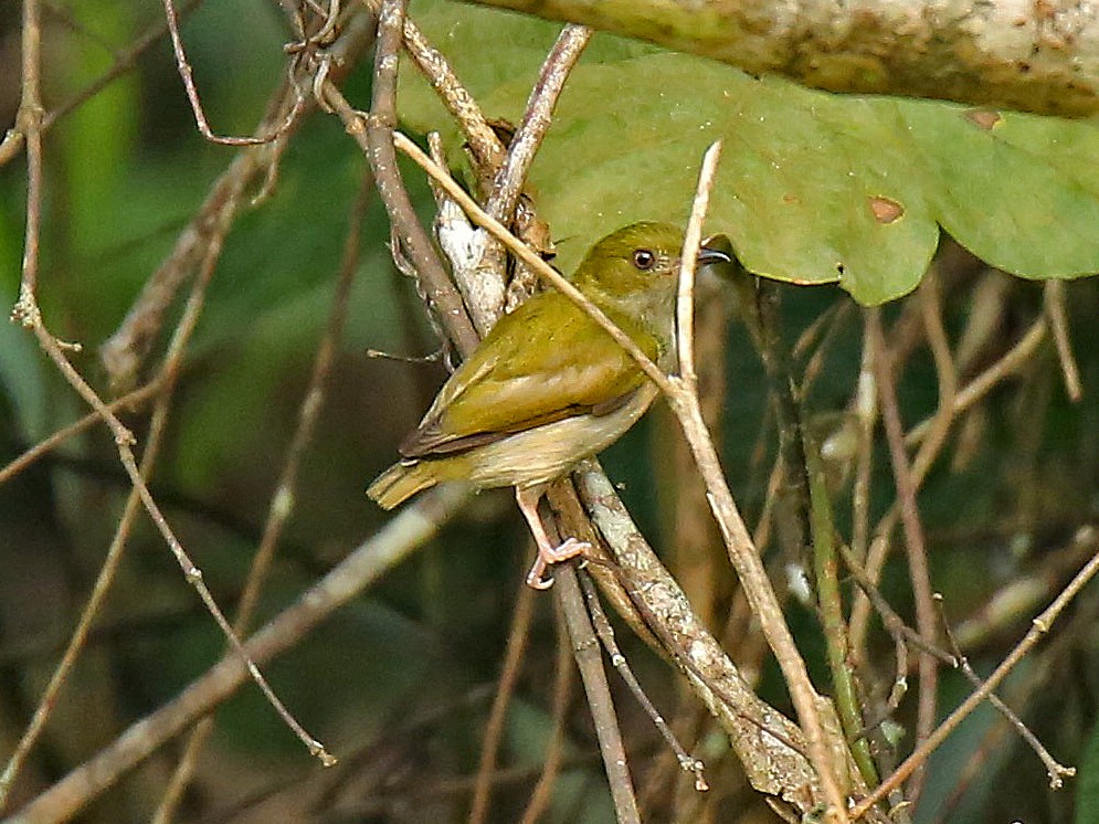 Fiery-capped Manakin - eBird