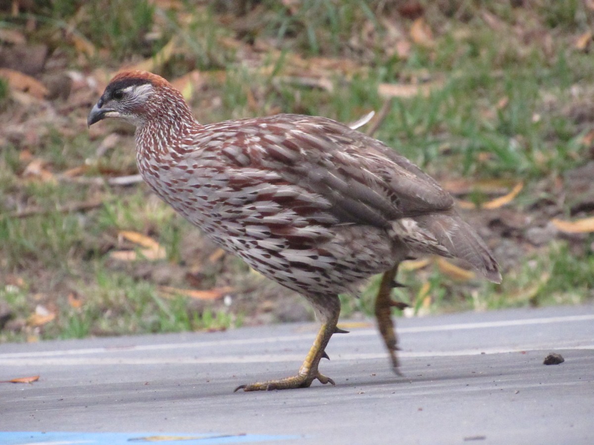 eBird Checklist - 1 Aug 2019 - Mauna Loa Trail, Top of Strip Road - 1 ...