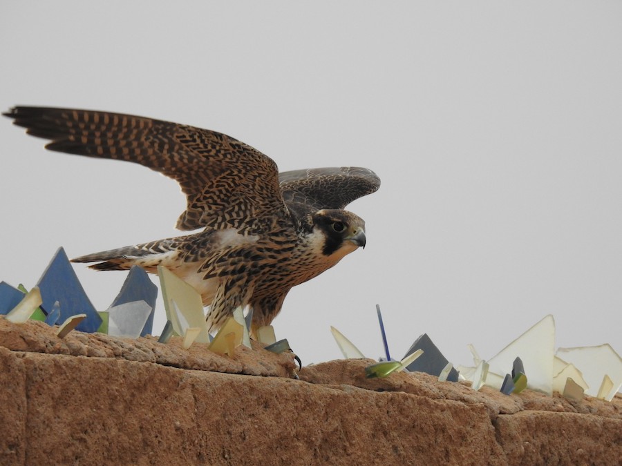 Peregrine Falcon (African) - eBird