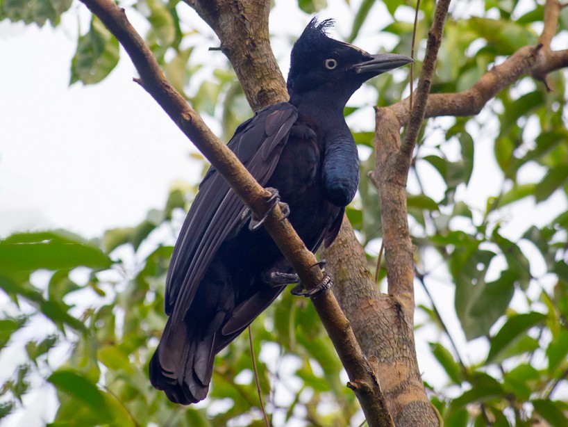 Amazonian Umbrellabird - Cephalopterus ornatus - Birds of the World