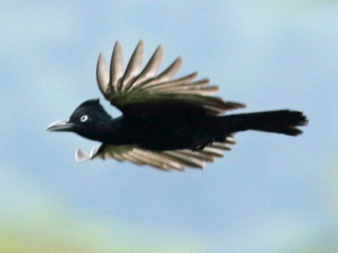 Amazonian Umbrellabird - eBird