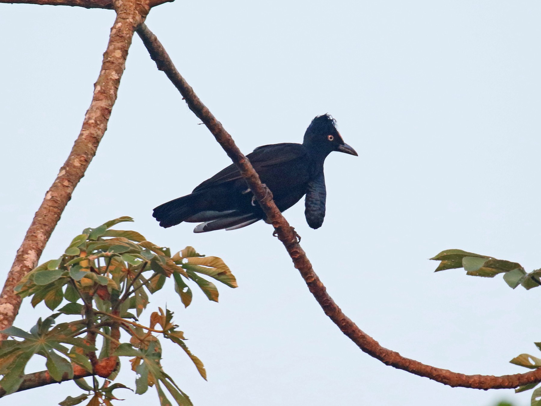 Amazonian Umbrellabird - eBird