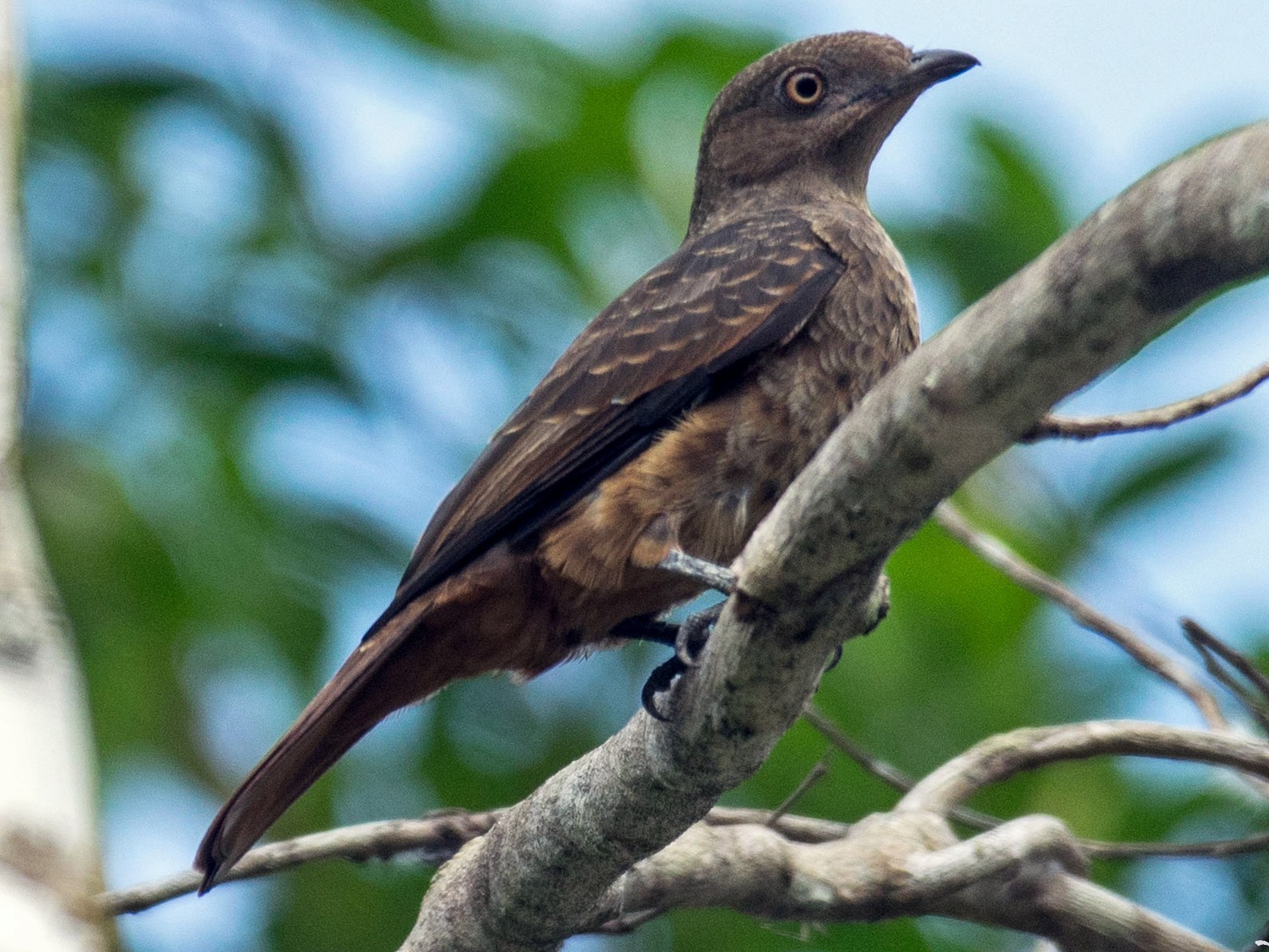 Plum-throated Cotinga - eBird