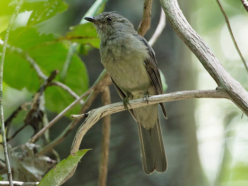 Screaming Piha - eBird