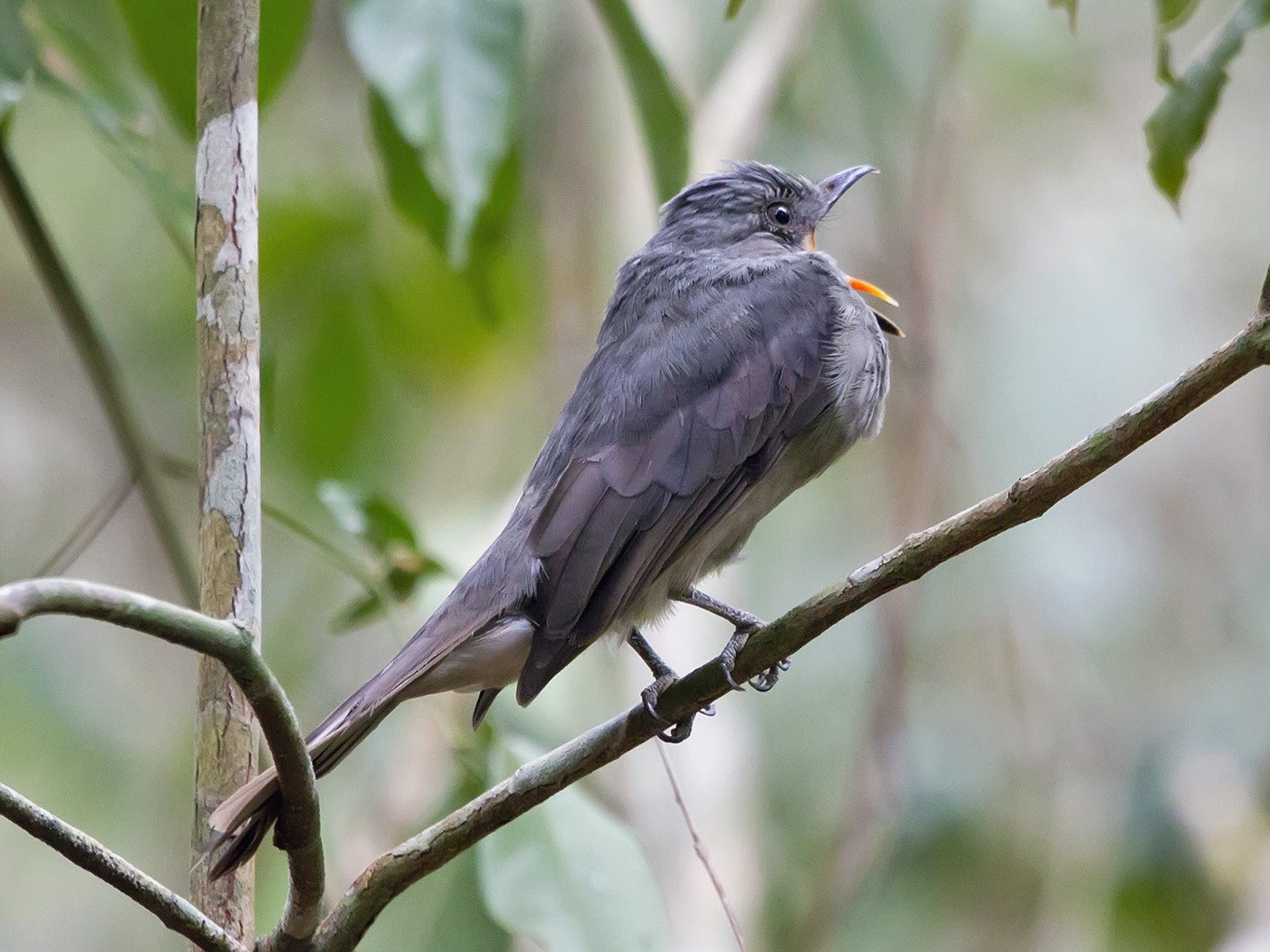 Screaming Piha - eBird
