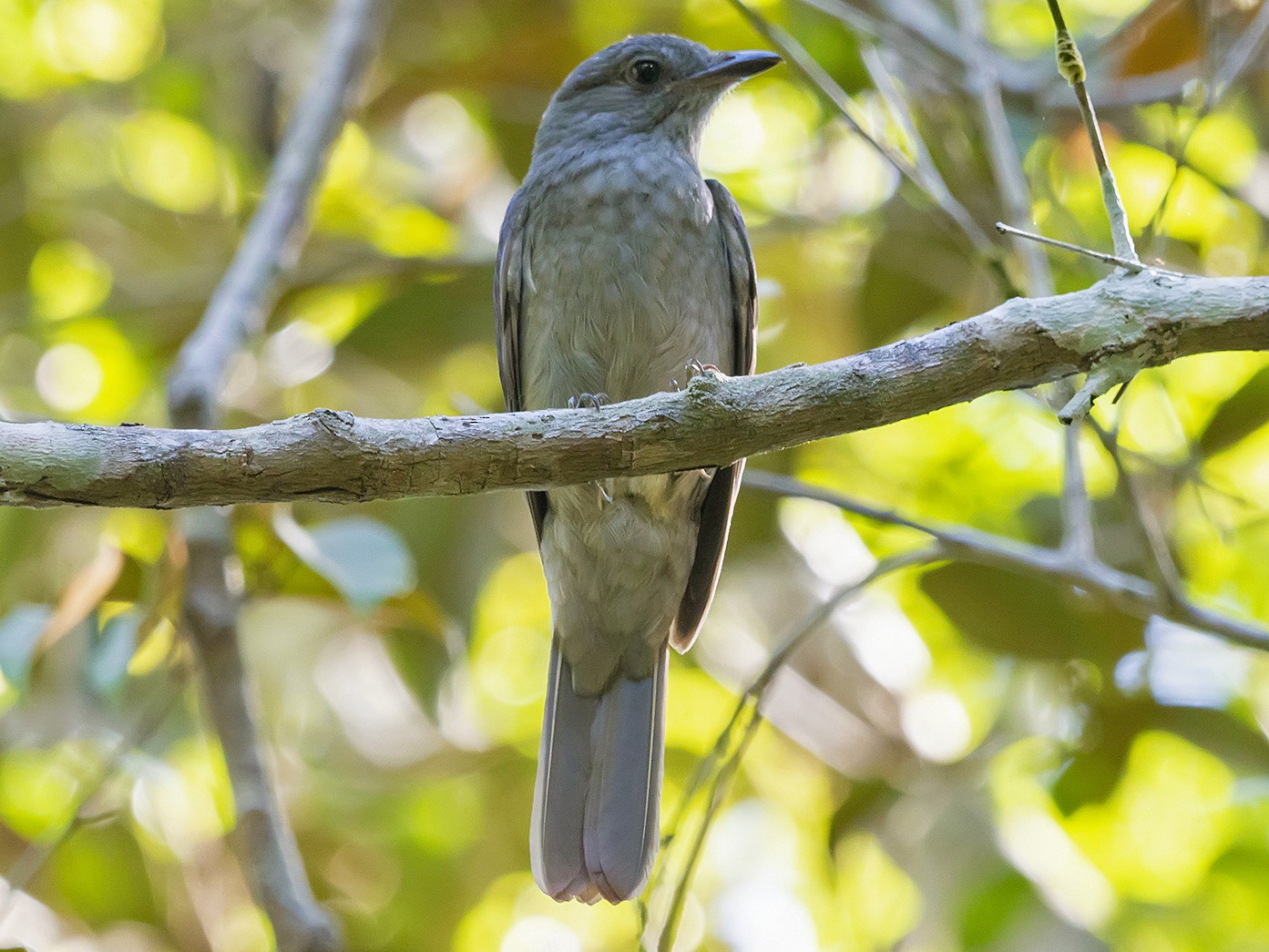 Screaming Piha - eBird