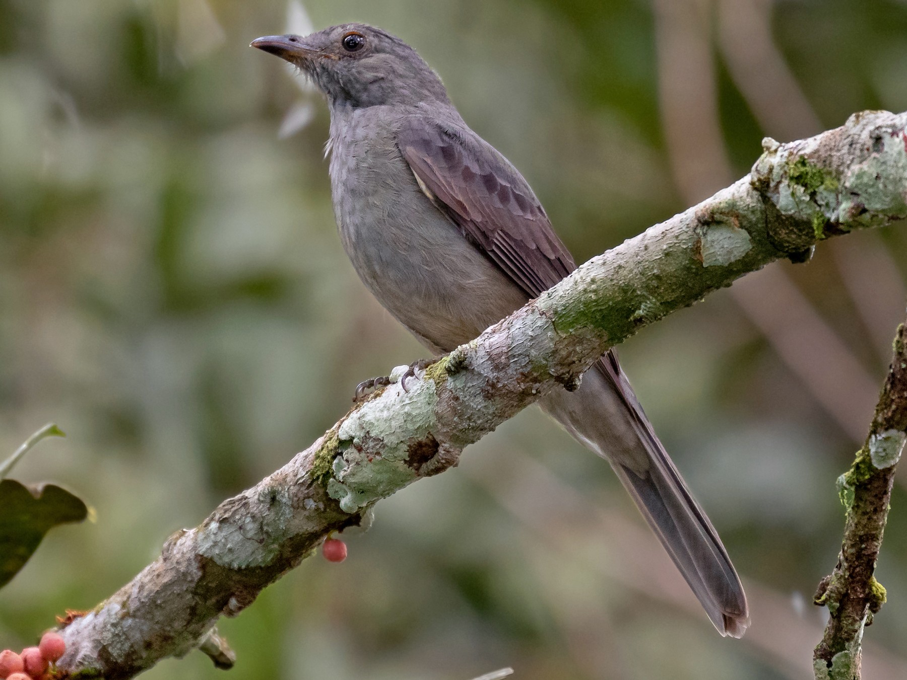 Screaming Piha - eBird