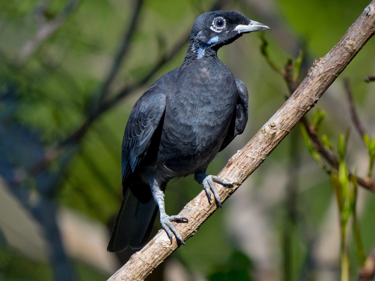 Bare-necked Fruitcrow - eBird