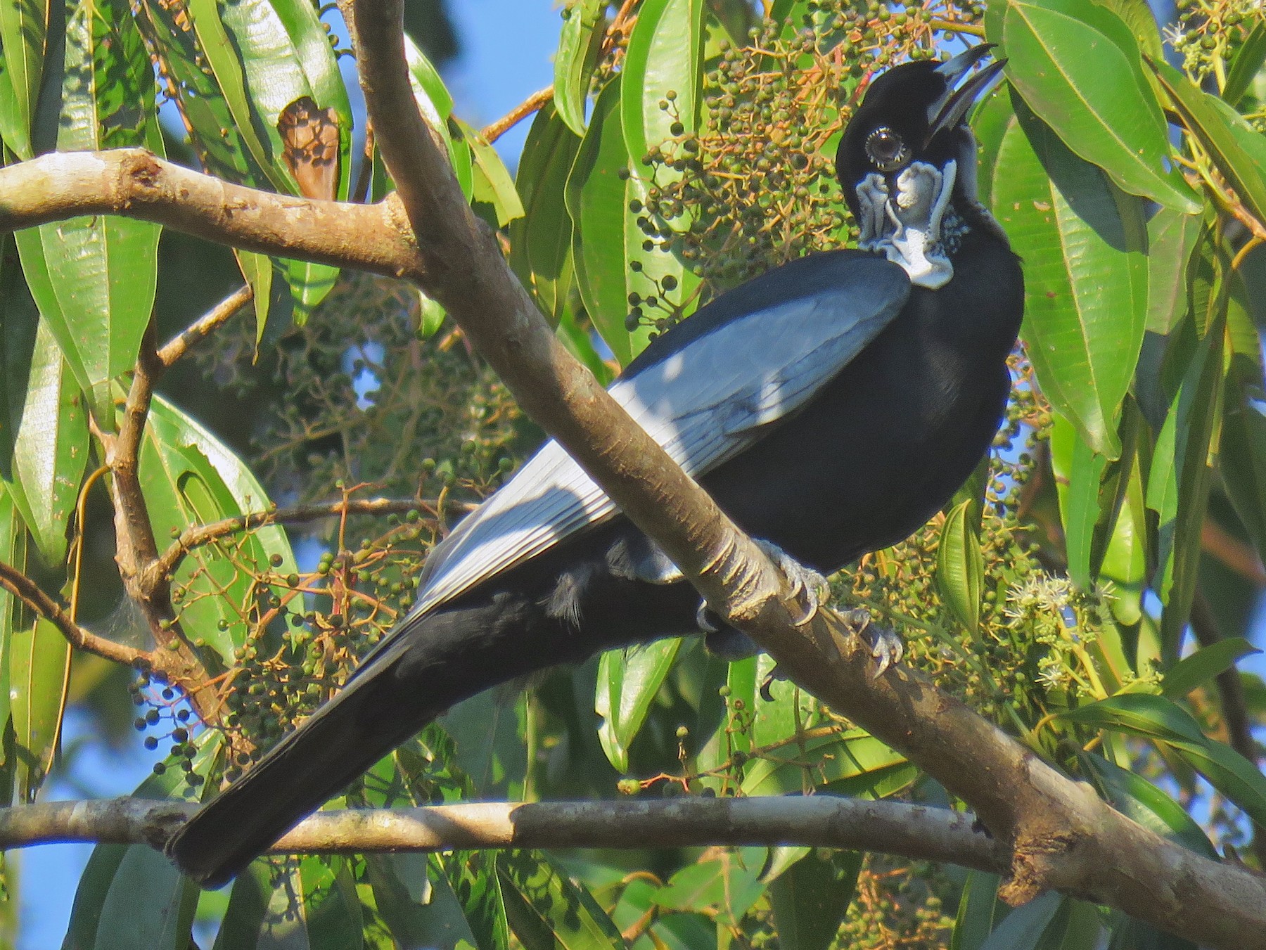 Bare-necked Fruitcrow - eBird
