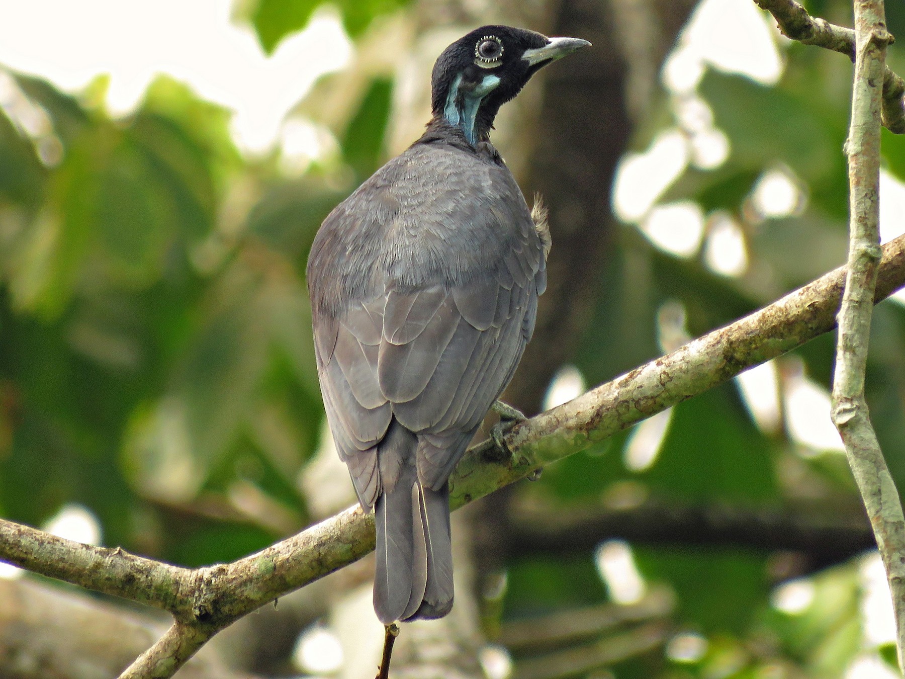 Bare-necked Fruitcrow - eBird