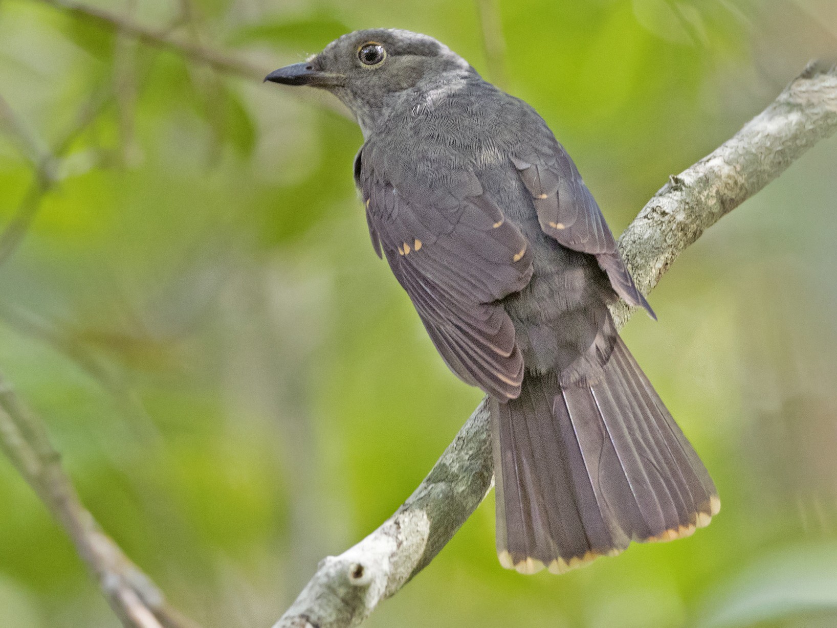 Cinereous Mourner - eBird