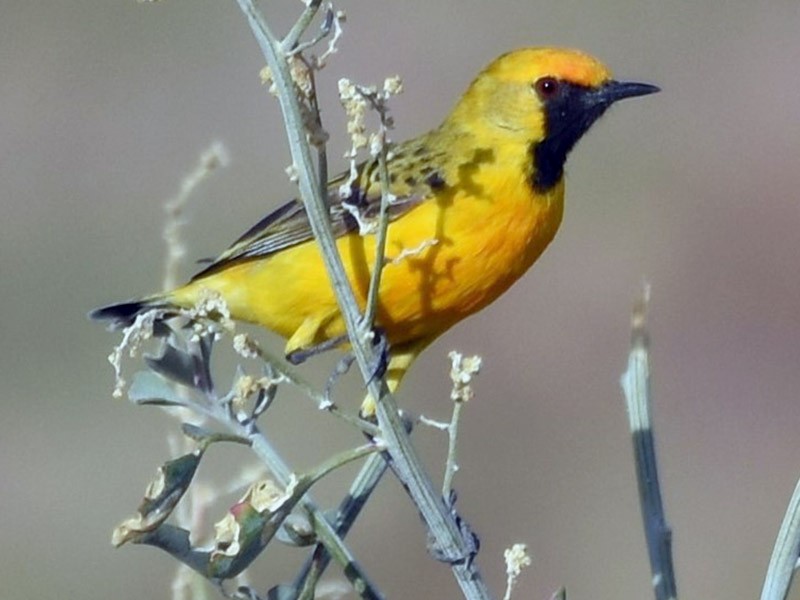 Orange Chat - eBird