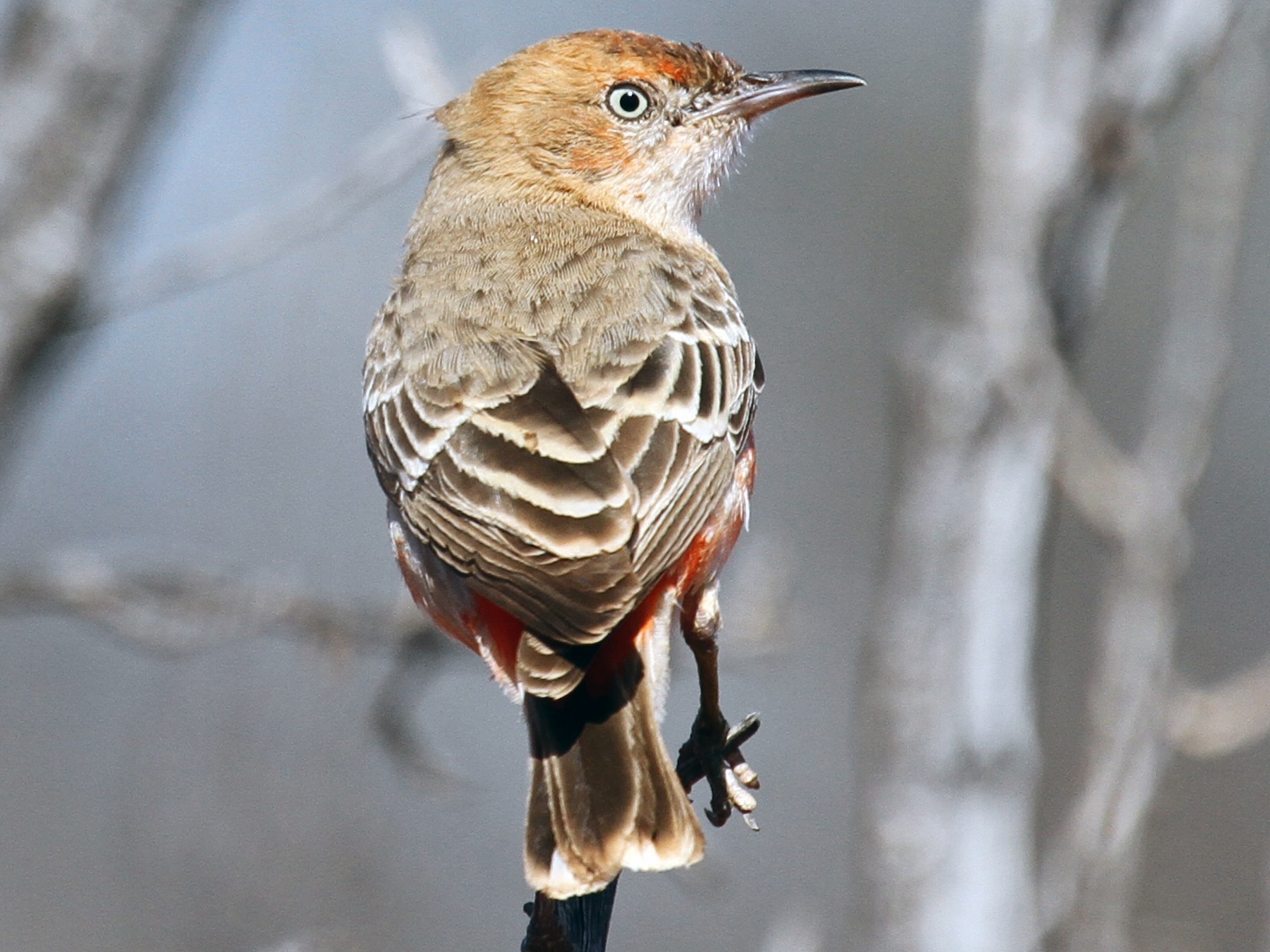Crimson Chat - eBird