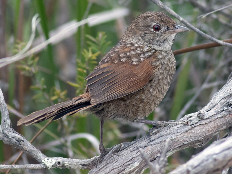 Western Bristlebird - eBird