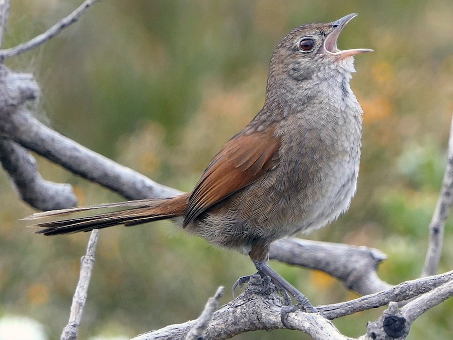 Western Bristlebird - eBird