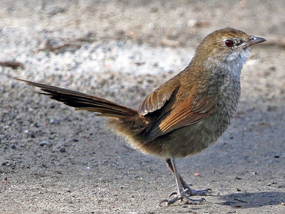 Eastern Bristlebird - eBird Australia
