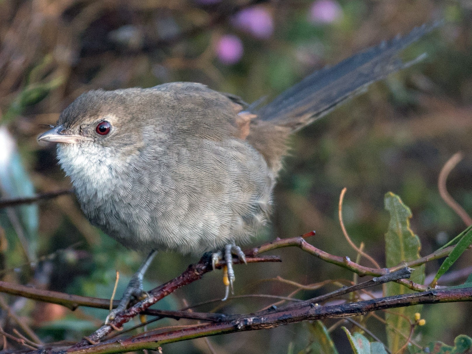 Eastern Bristlebird - eBird