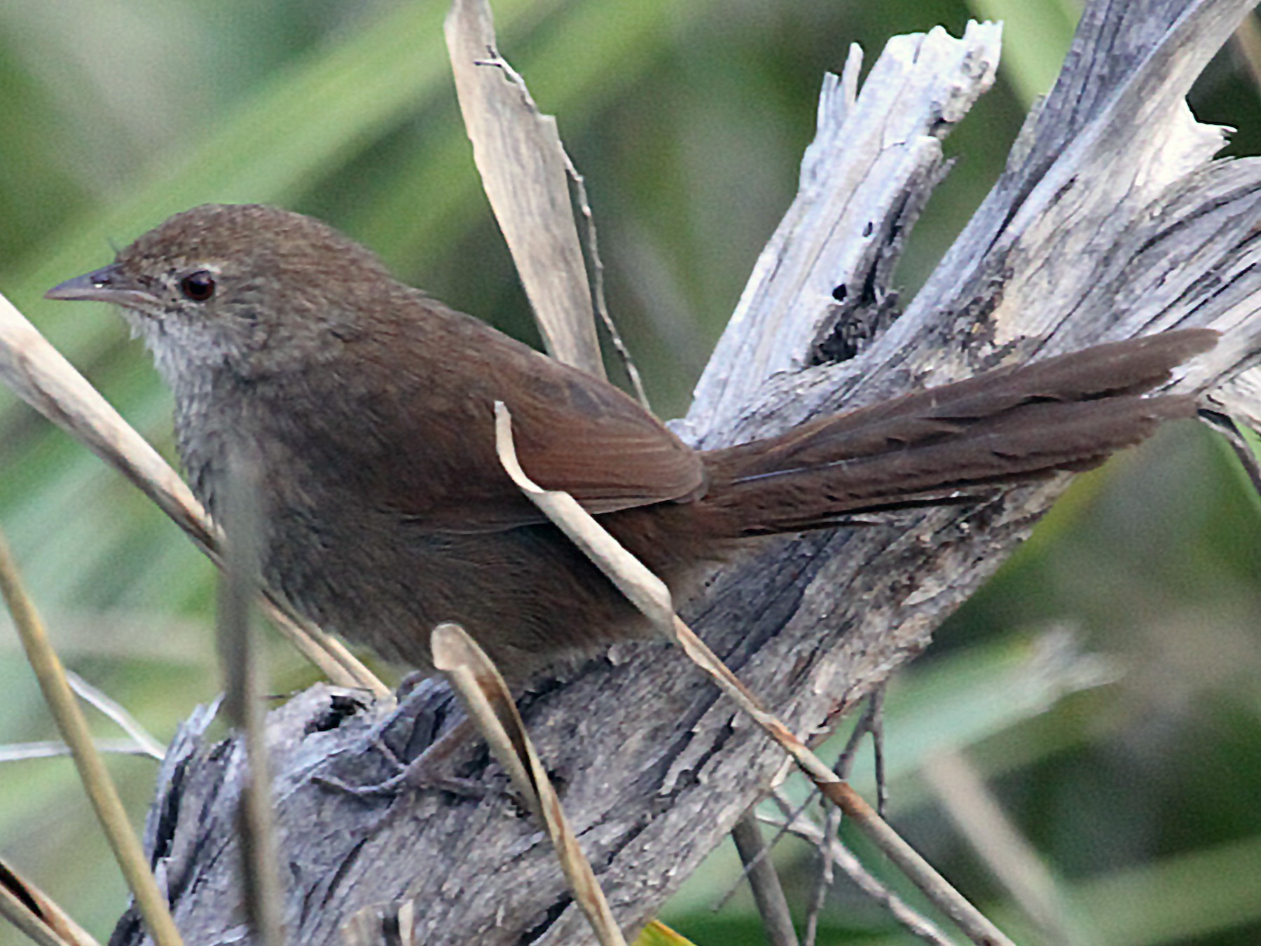 Eastern Bristlebird - eBird