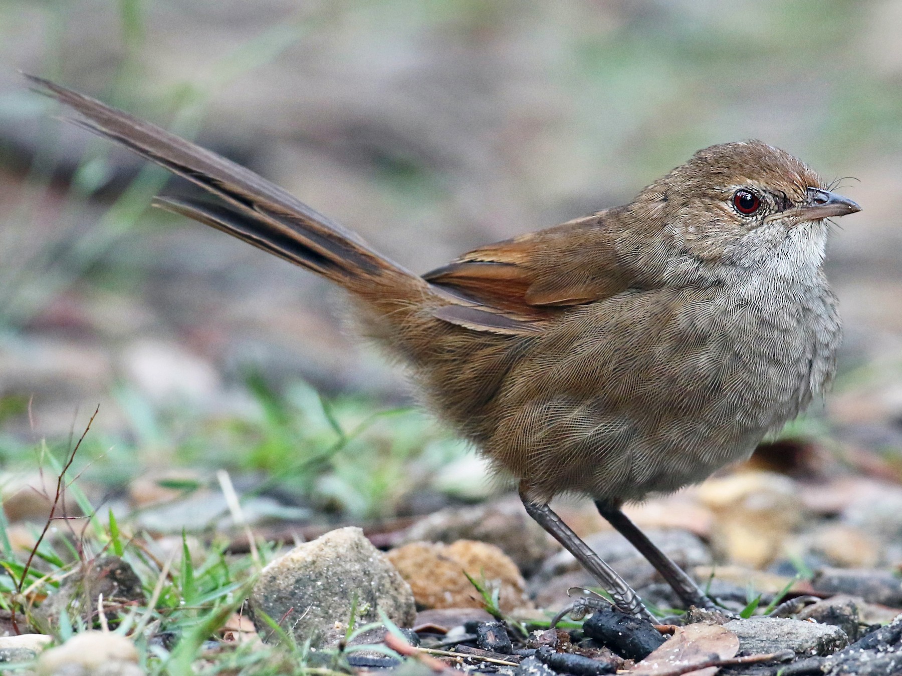 Eastern Bristlebird - eBird