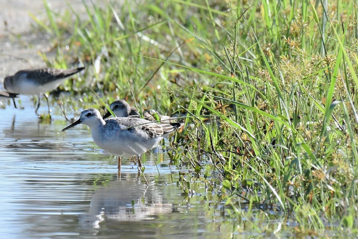 eBird Checklist - 22 Aug 2019 - Treasure Island Beach - 17 species (+1 ...