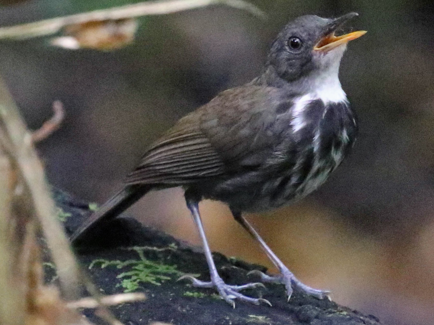 Mosquero Terrestre Norteño - eBird