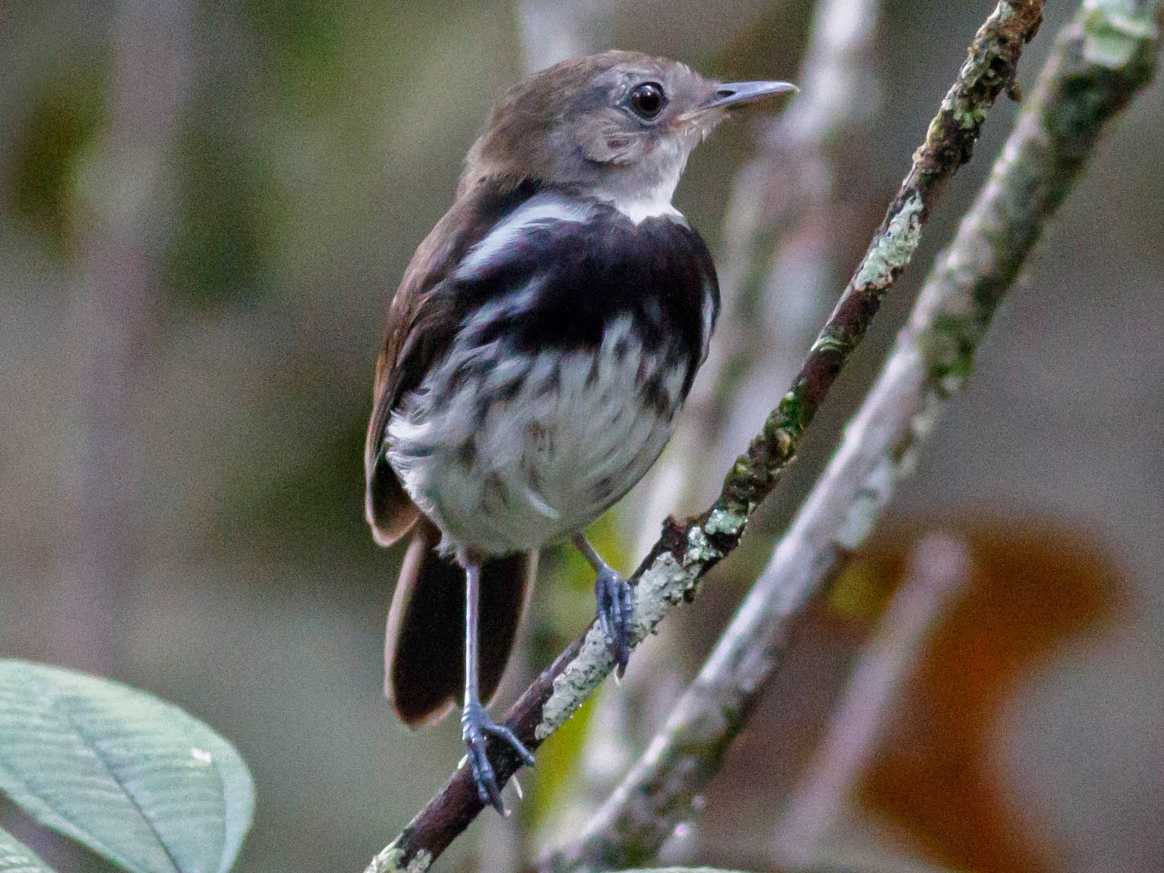 Mosquero Terrestre Norteño - eBird