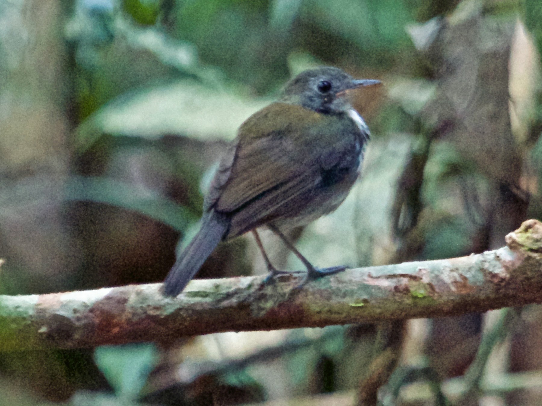 Mosquero Terrestre Norteño - eBird