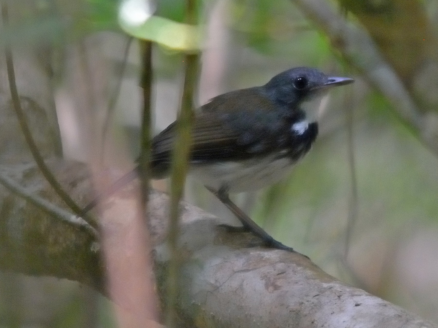 Mosquero Terrestre Norteño - eBird