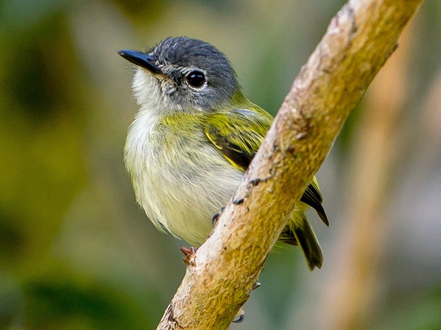 Short-tailed Pygmy-Tyrant - eBird