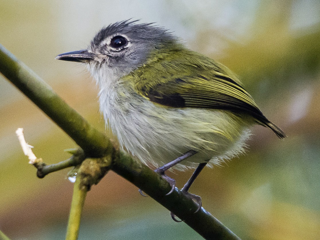 Short-tailed Pygmy-Tyrant - eBird