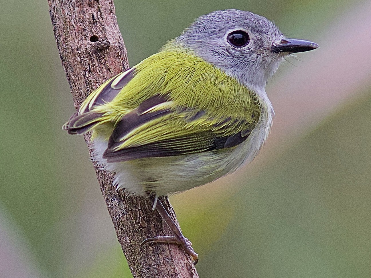 Short-tailed Pygmy-Tyrant - eBird