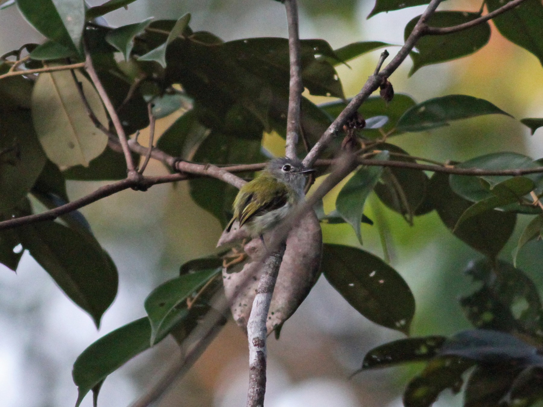 Pico Chato Pigmeo Descolado - eBird