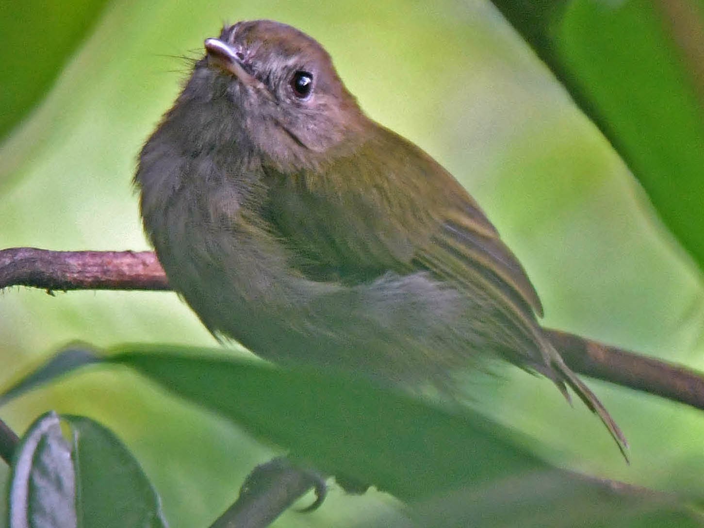 Flammulated Pygmy-Tyrant - eBird