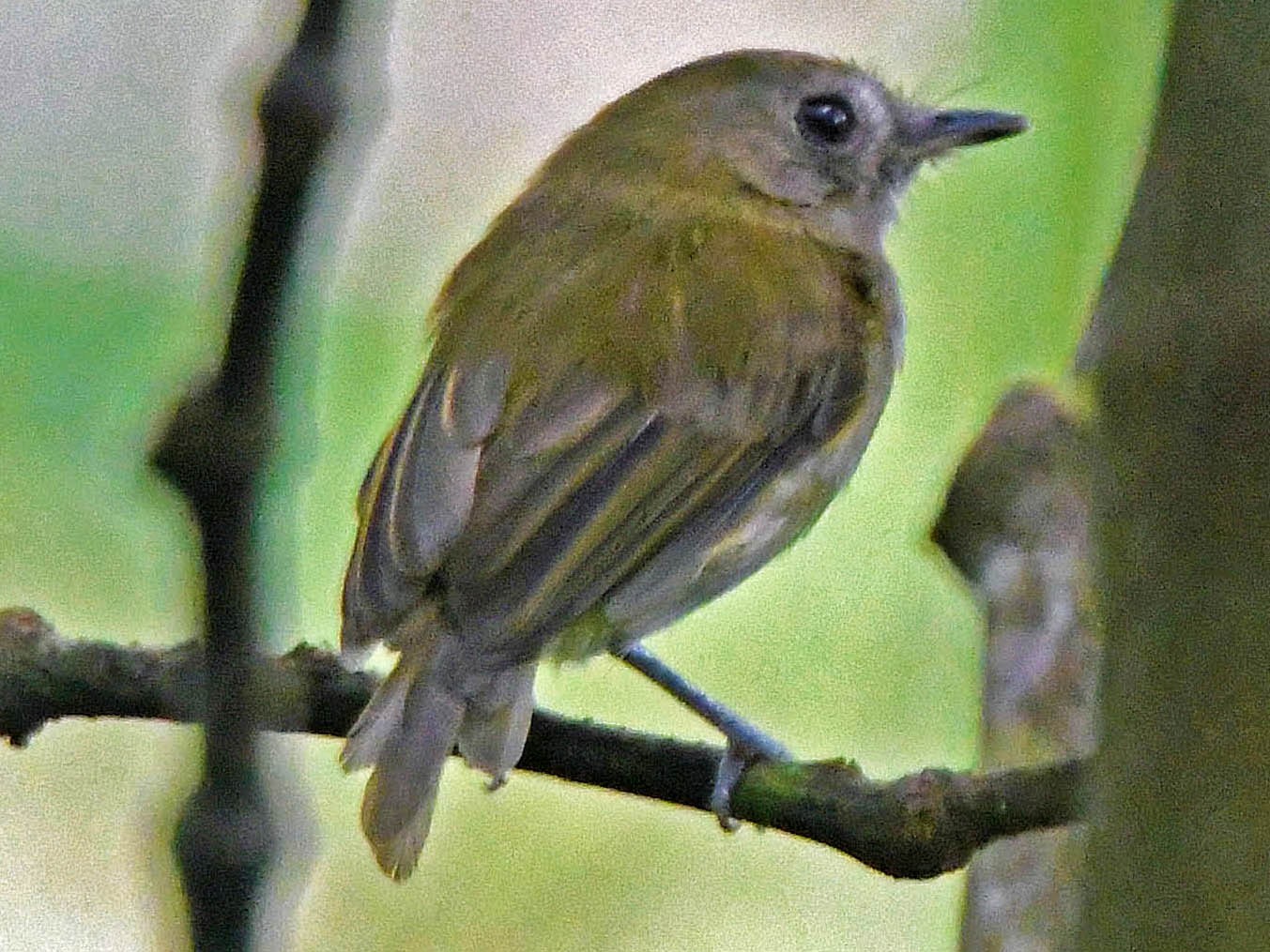 Flammulated Pygmy-Tyrant - eBird